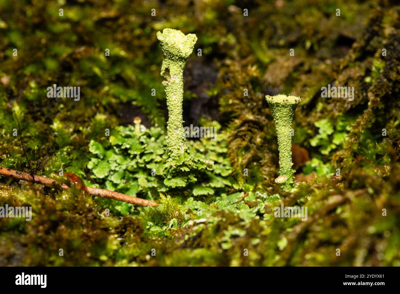 Pyxidata hi-res stock photography and images - Alamy