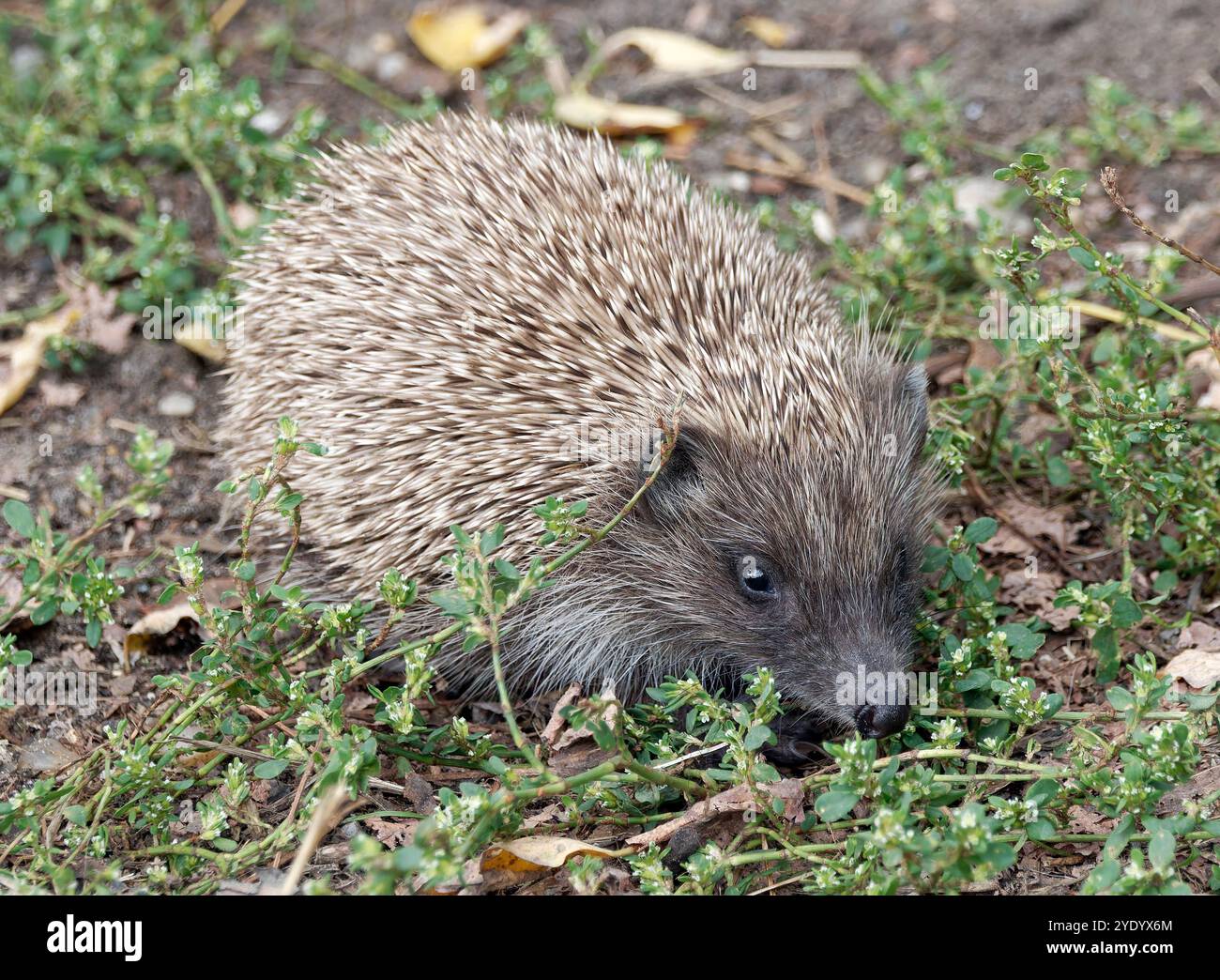 Northern White-Breasted Hedgehog, Nördliche Weißbrustigel ...