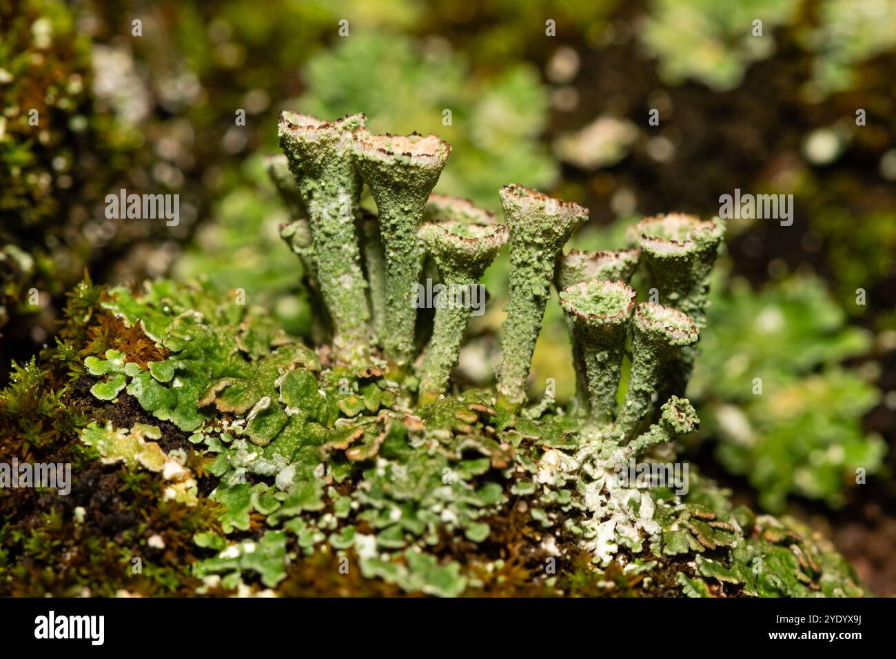 Pebbled cup lichen hi-res stock photography and images - Alamy