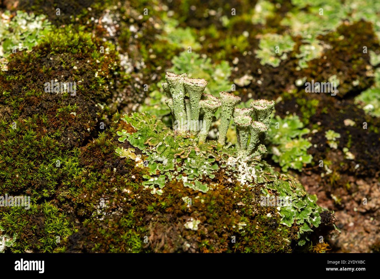 Pebbled cup lichen hi-res stock photography and images - Alamy