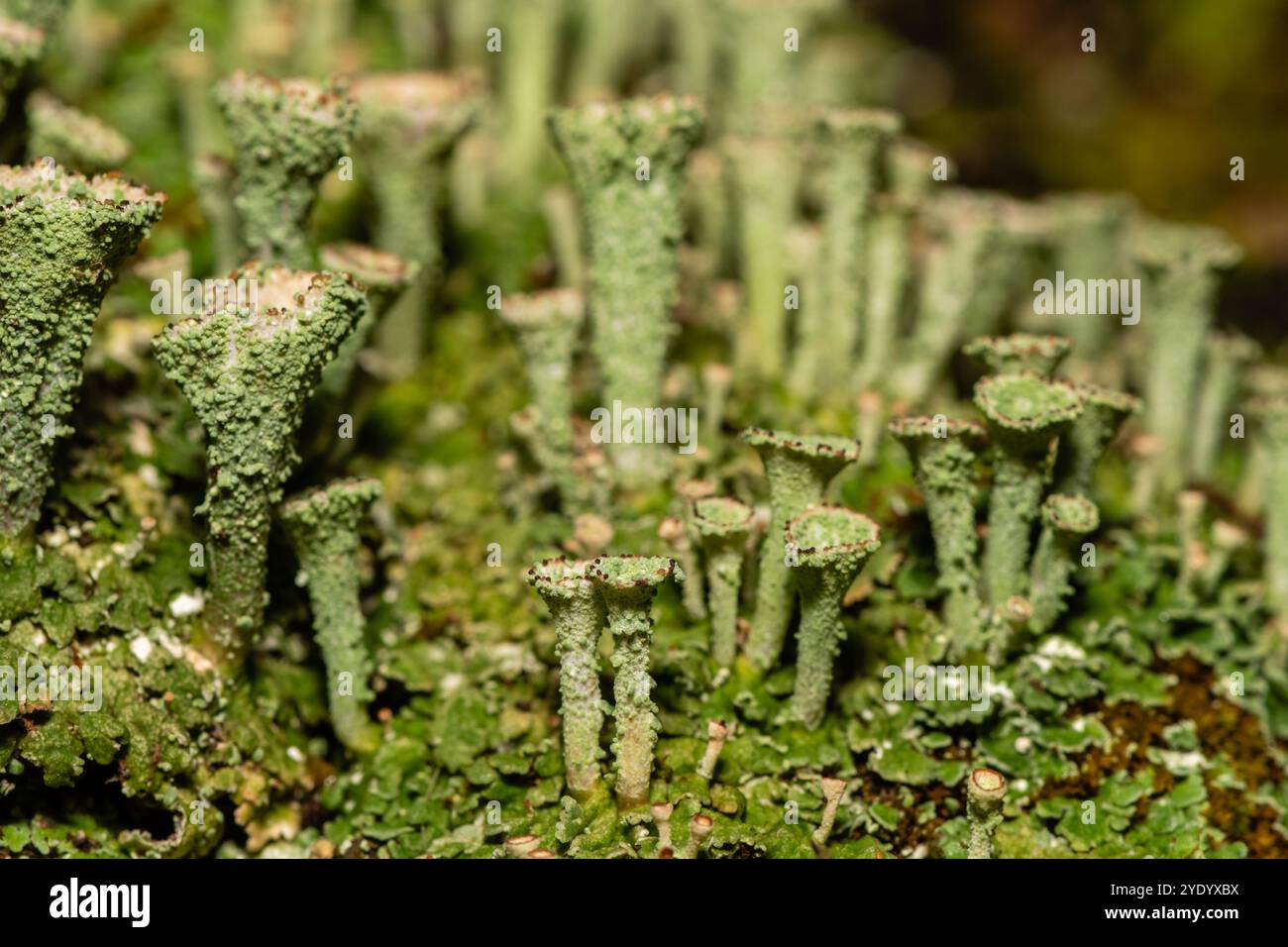 Pebbled cup lichen hi-res stock photography and images - Alamy