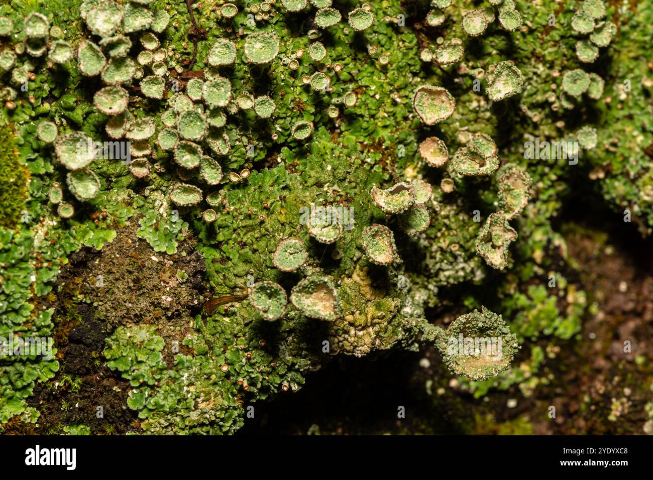 Pebbled cup lichen hi-res stock photography and images - Alamy