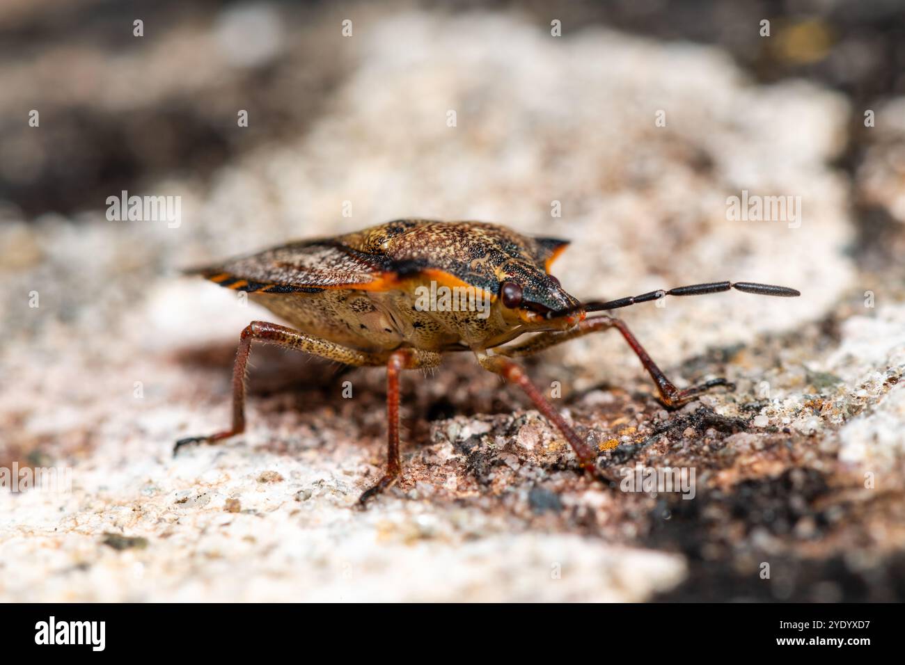 Red shield bug hi-res stock photography and images - Alamy