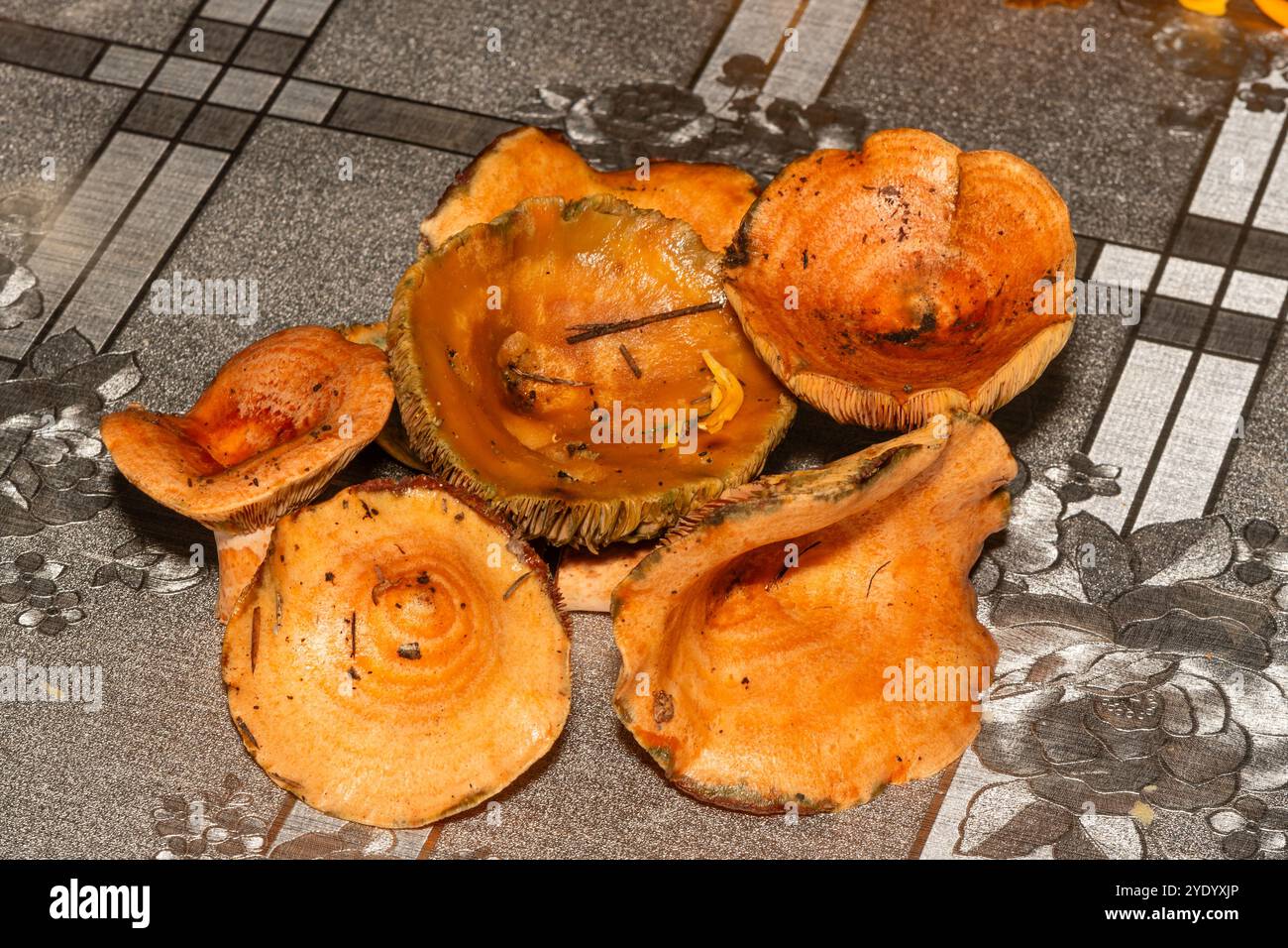 Lactarius deliciosus mushrooms hi-res stock photography and images - Alamy