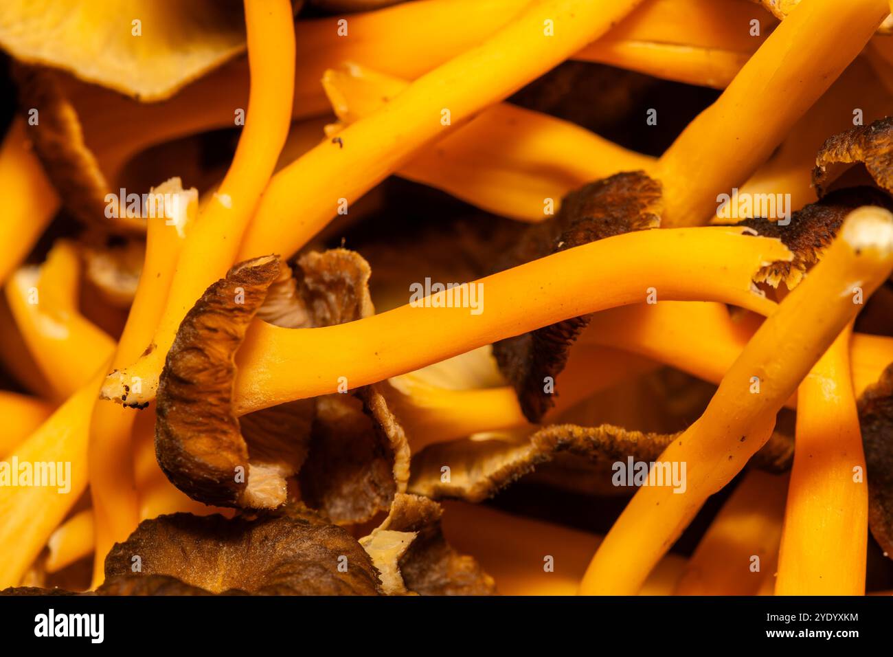 pile of Yellow Foot mushrooms, Craterellus lutescens, Catalonia, Spain ...