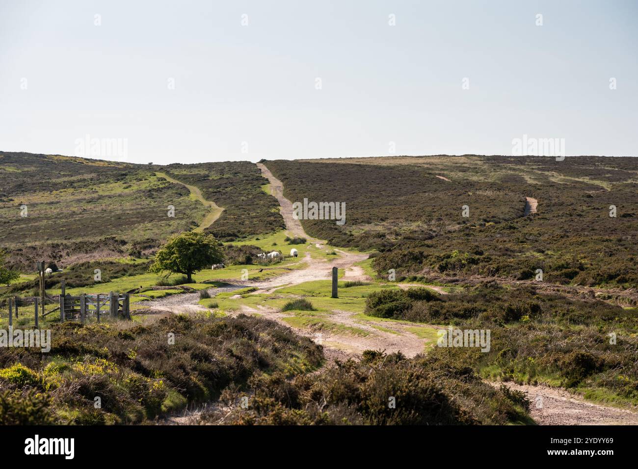 Sheep graze on the moorland of Thorncombe Hill in Somerset's Quantocks ...