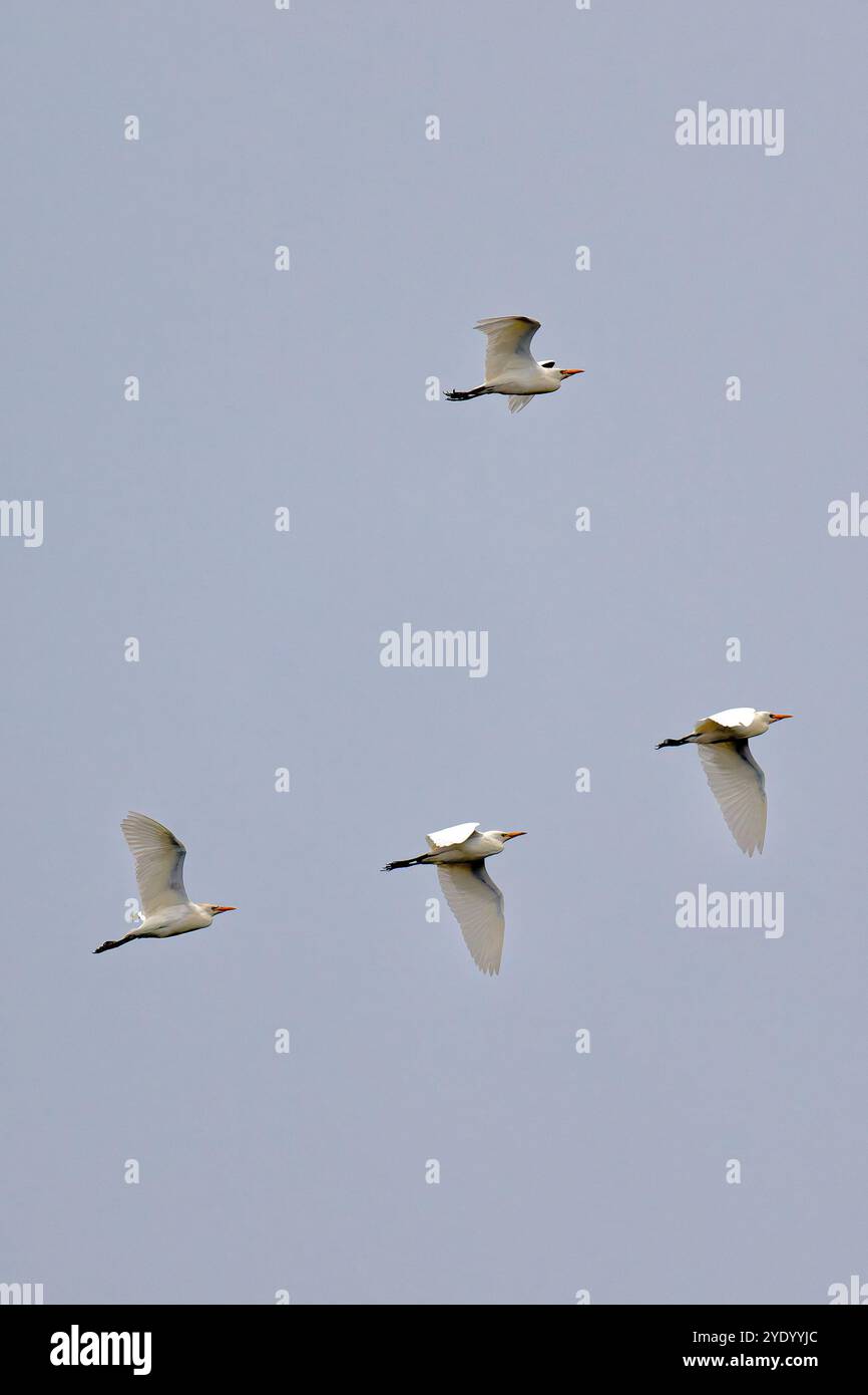 Four cattle hi-res stock photography and images - Alamy