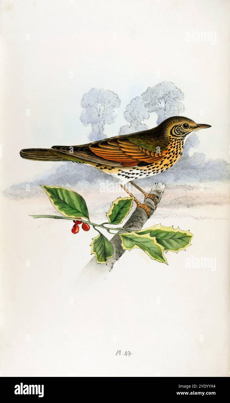 Song Thrush. Plate 9. Meyer's British Birds. 1844 Stock Photo - Alamy