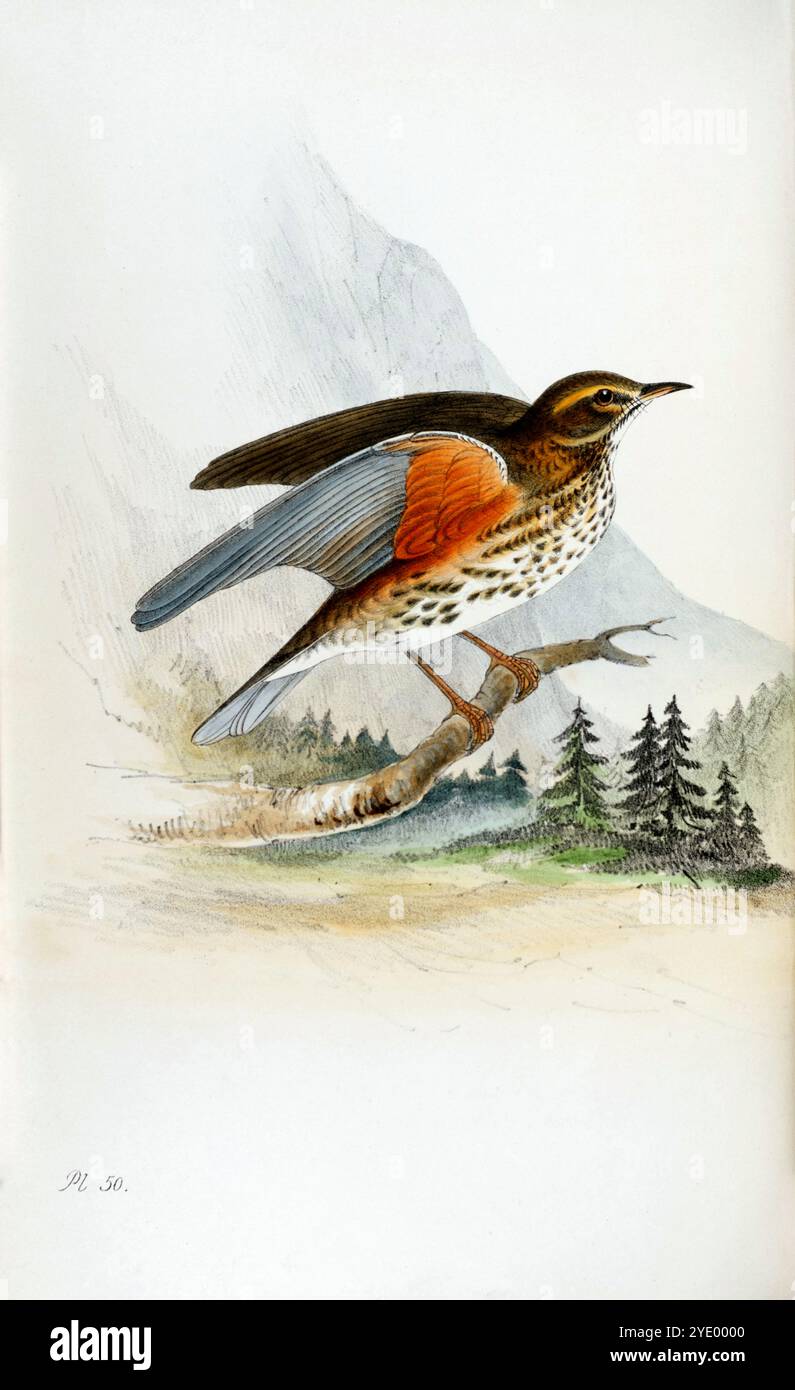 Redwing. Plate 50. Meyer's British Birds. 1844 Stock Photo - Alamy
