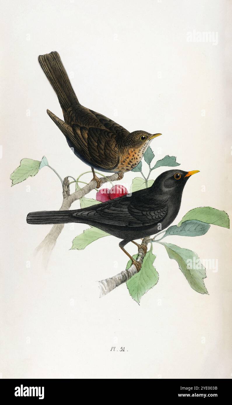 Blackbird. Plate 51. Meyer's British Birds. 1844 Stock Photo - Alamy