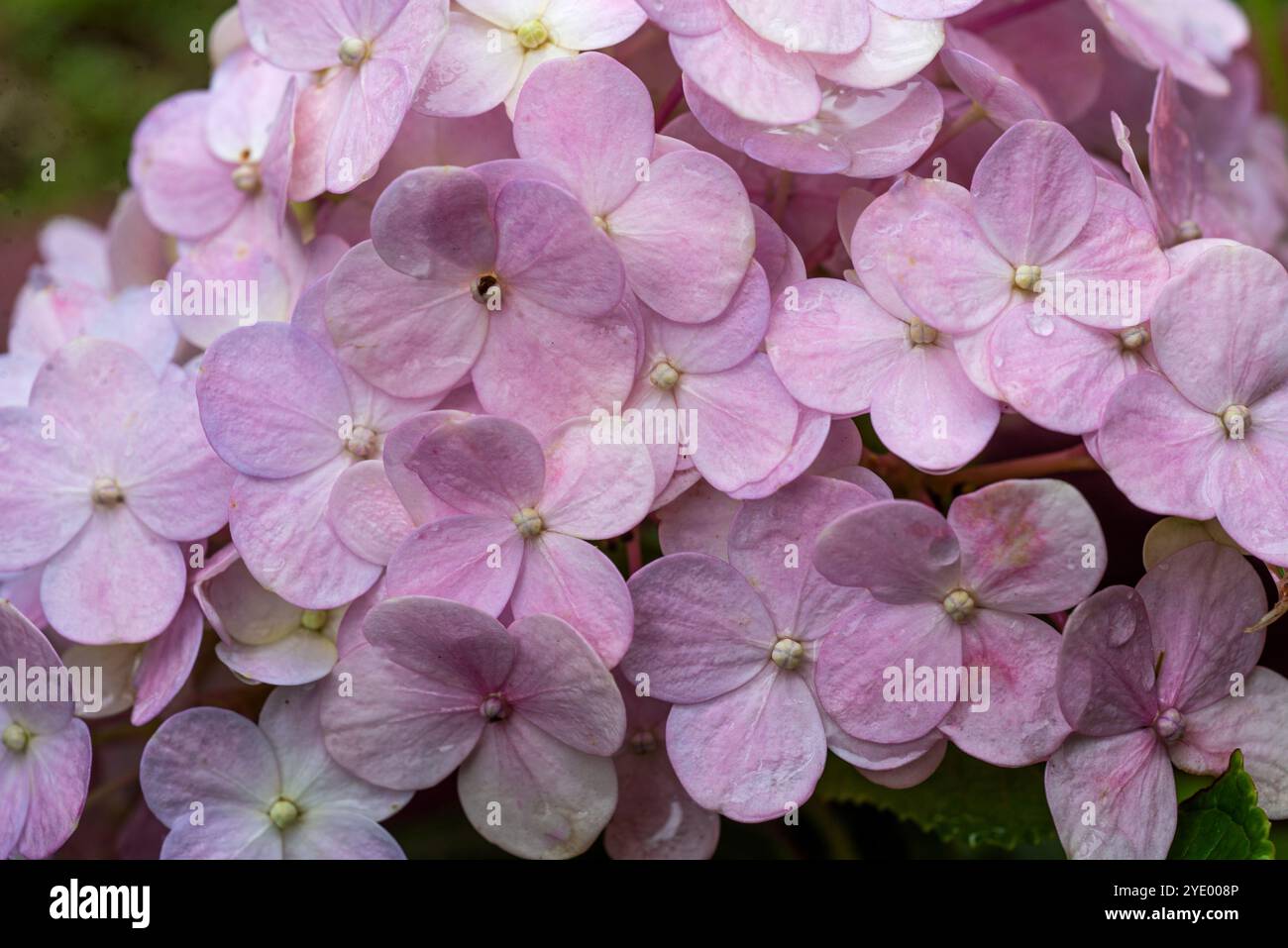 African flower art hi-res stock photography and images - Alamy