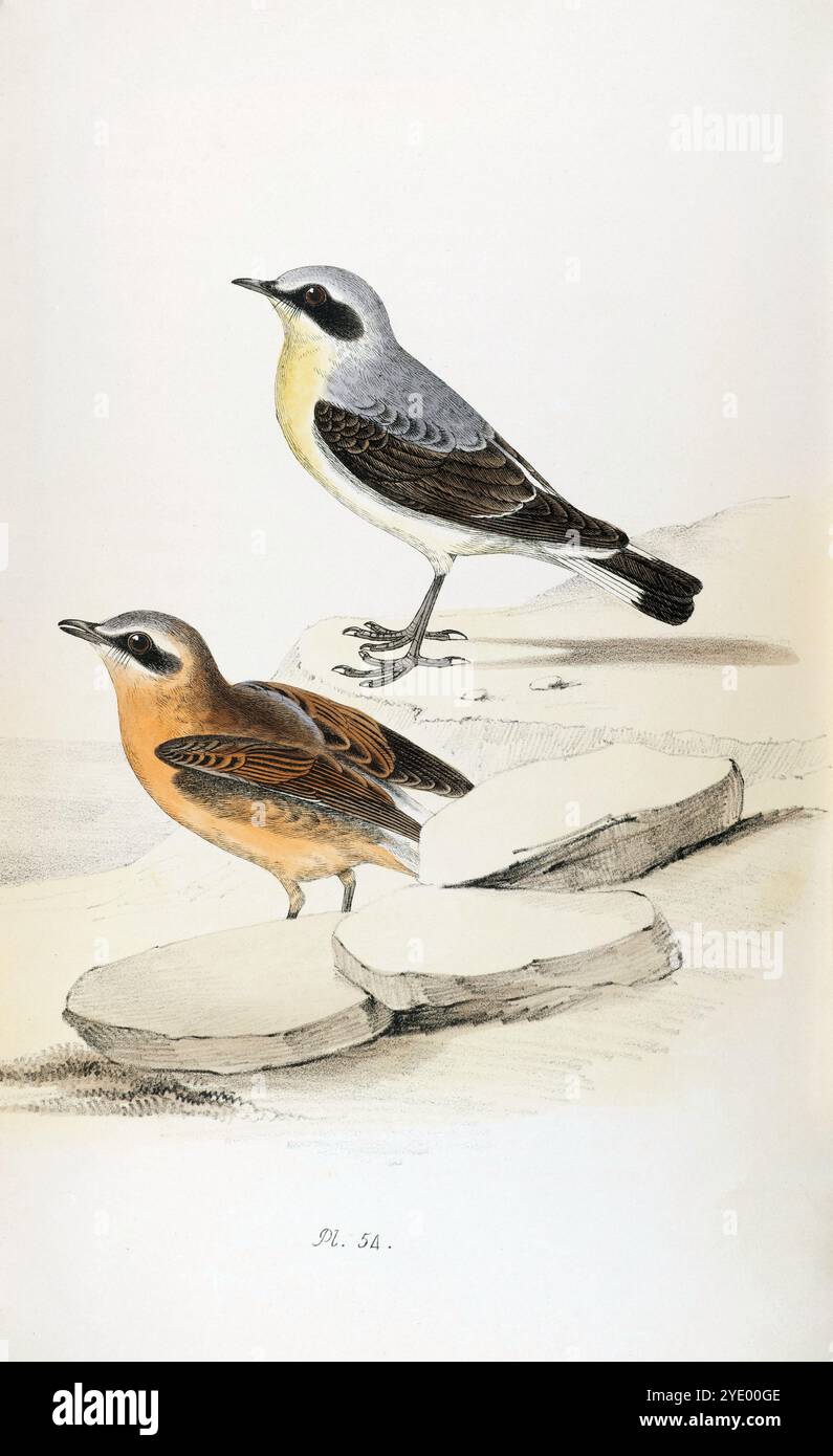 Meyers british birds hi-res stock photography and images - Alamy