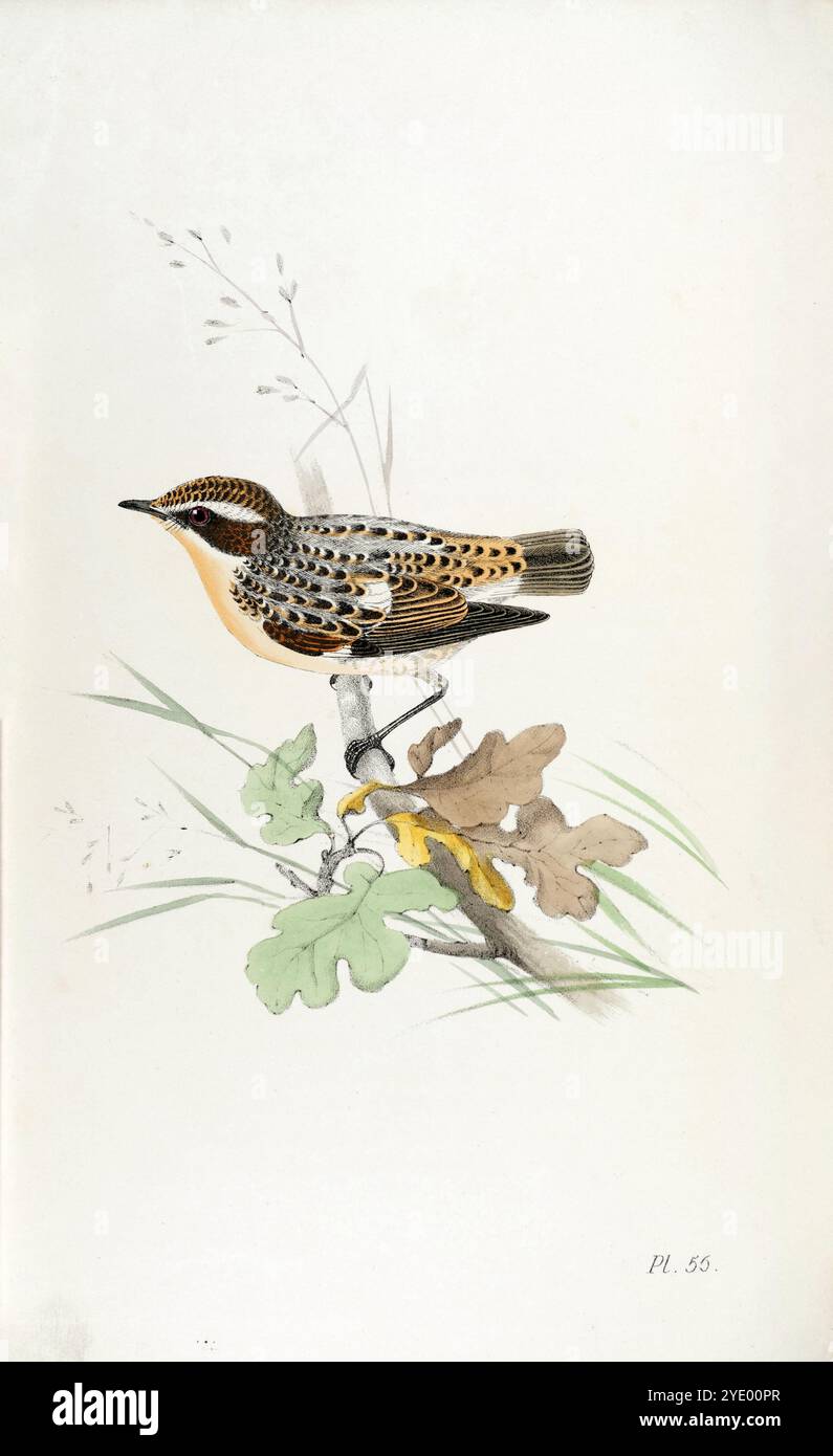 Meyers british birds hi-res stock photography and images - Alamy