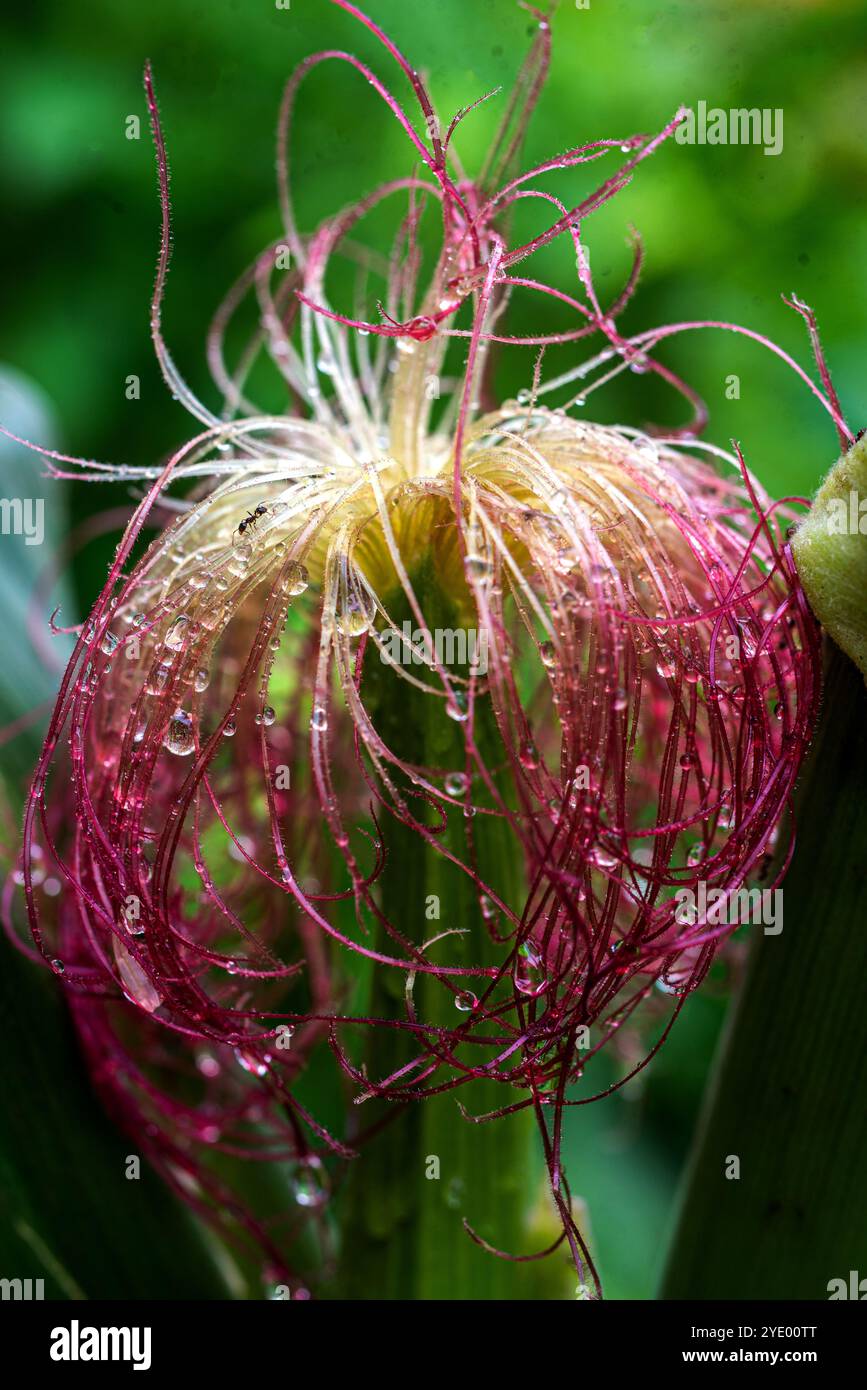 Cob image hi-res stock photography and images - Alamy