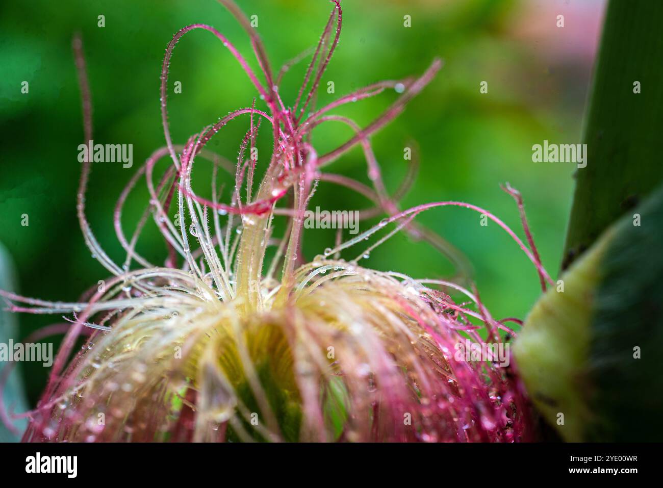 Cob young hi-res stock photography and images - Alamy