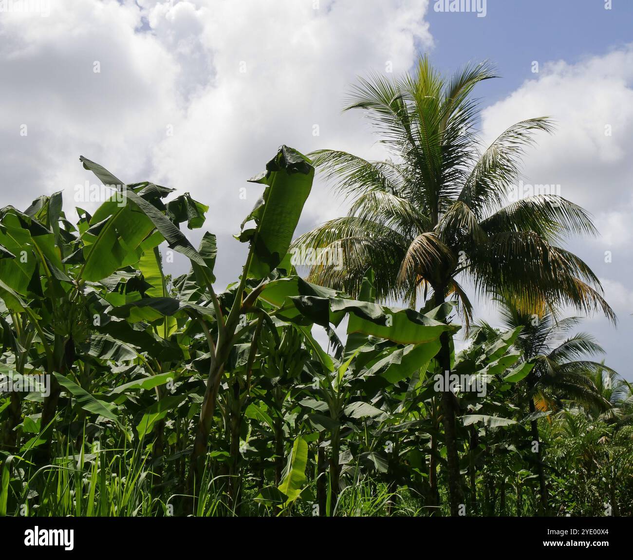 rural tropical farm with banana plantation and a coconut palm tree in ...