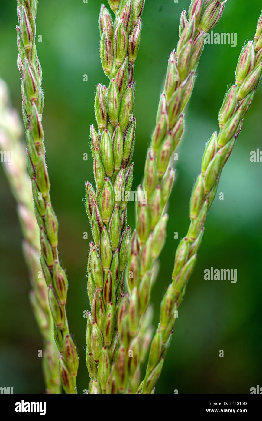 Maize flower hi-res stock photography and images - Alamy
