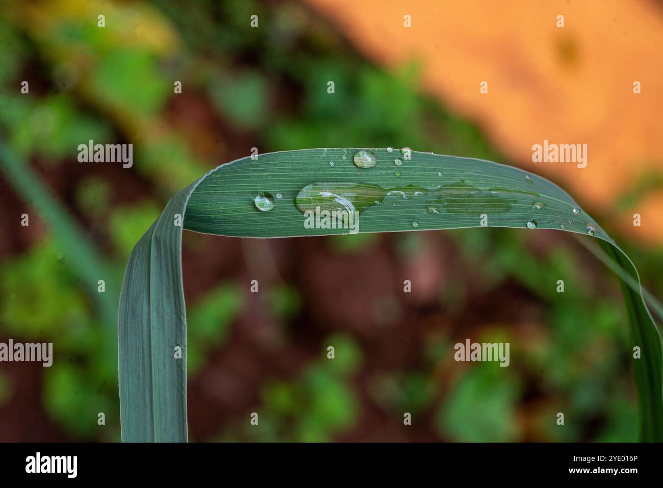Millet leaf hi-res stock photography and images - Alamy