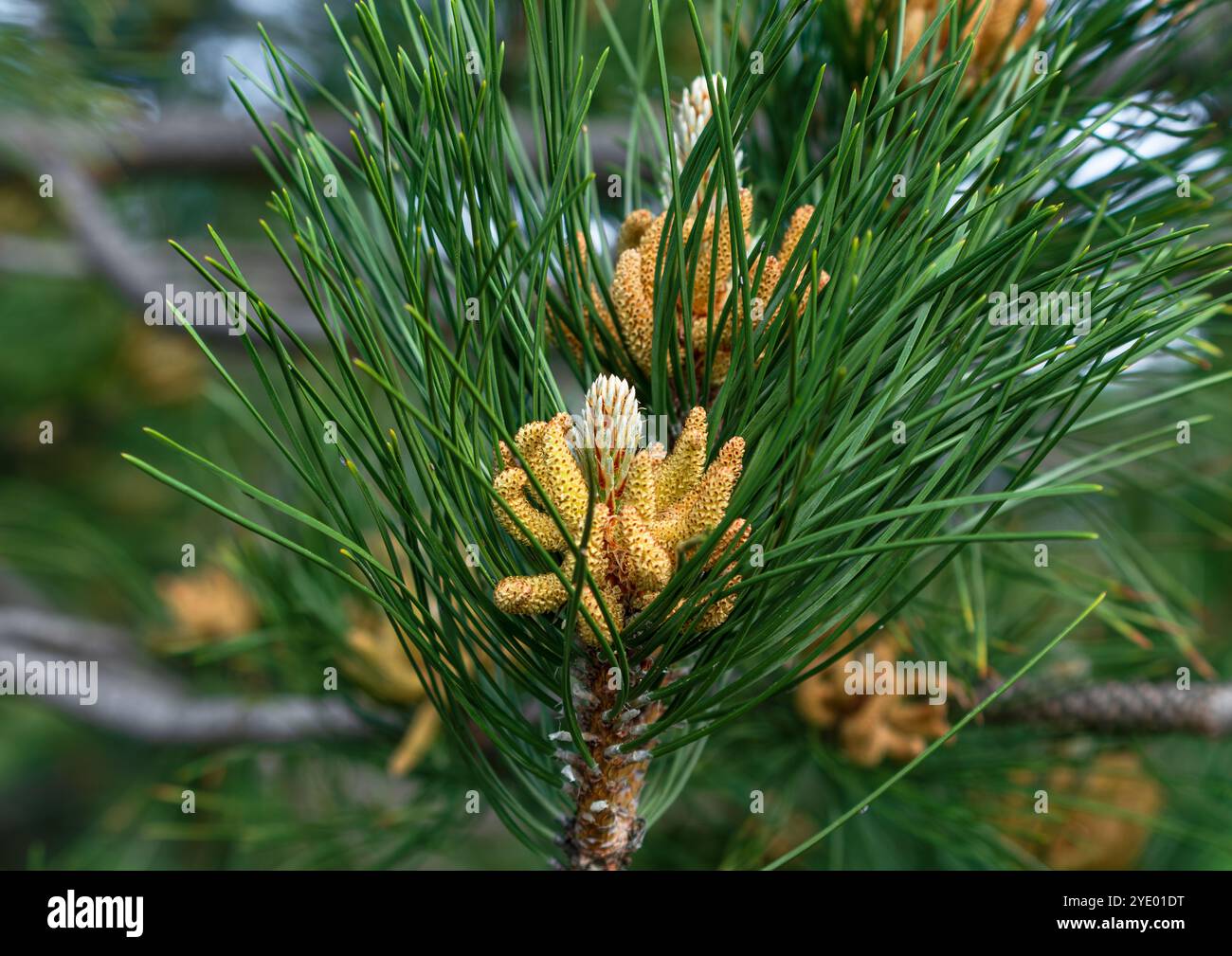 Macro male pine cones hi-res stock photography and images - Alamy