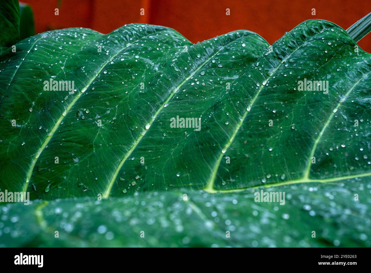 Yam plant hi-res stock photography and images - Alamy