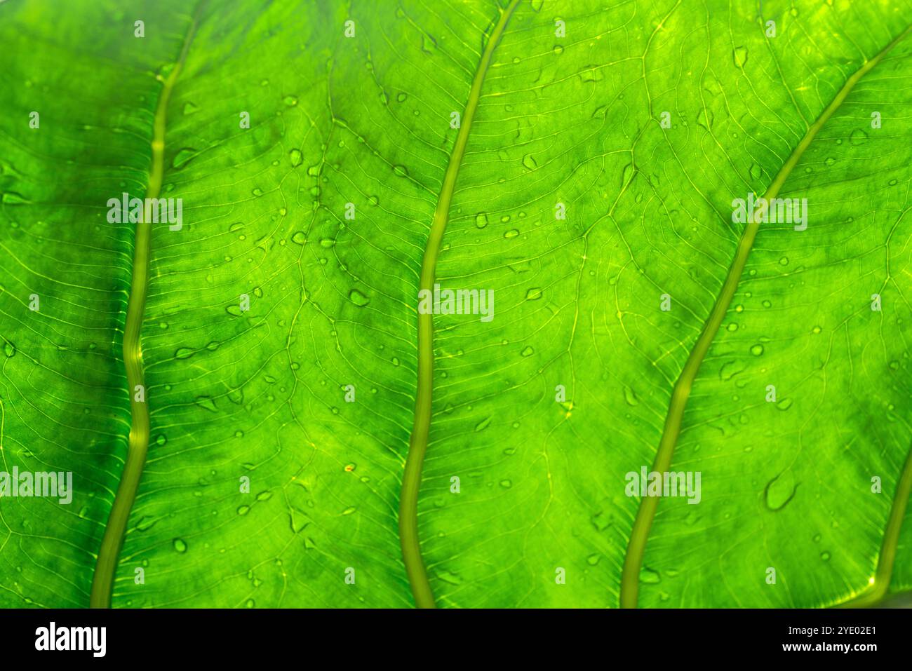 Yam leaf detail and texture Stock Photo - Alamy
