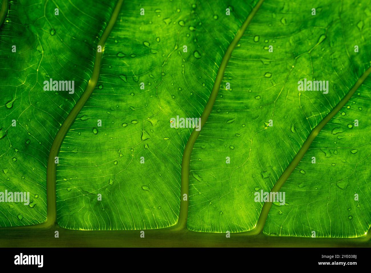 Yam leaf detail and texture Stock Photo - Alamy