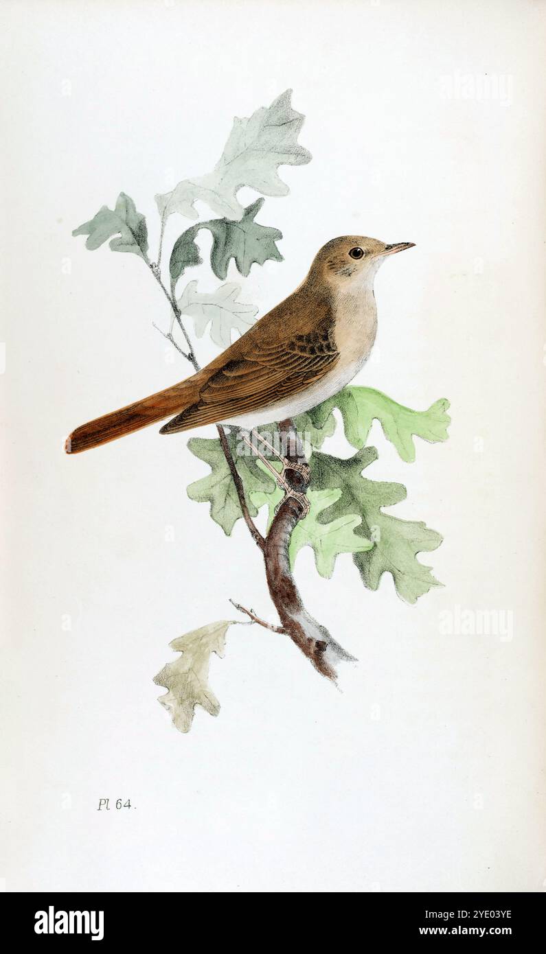 Nightingale. Plate 64. Meyer's British Birds. 1844 Stock Photo - Alamy
