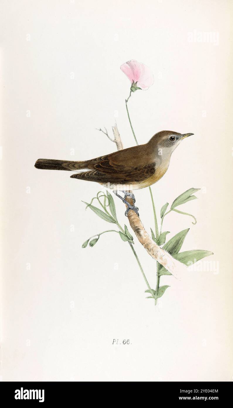 Meyers british birds hi-res stock photography and images - Alamy