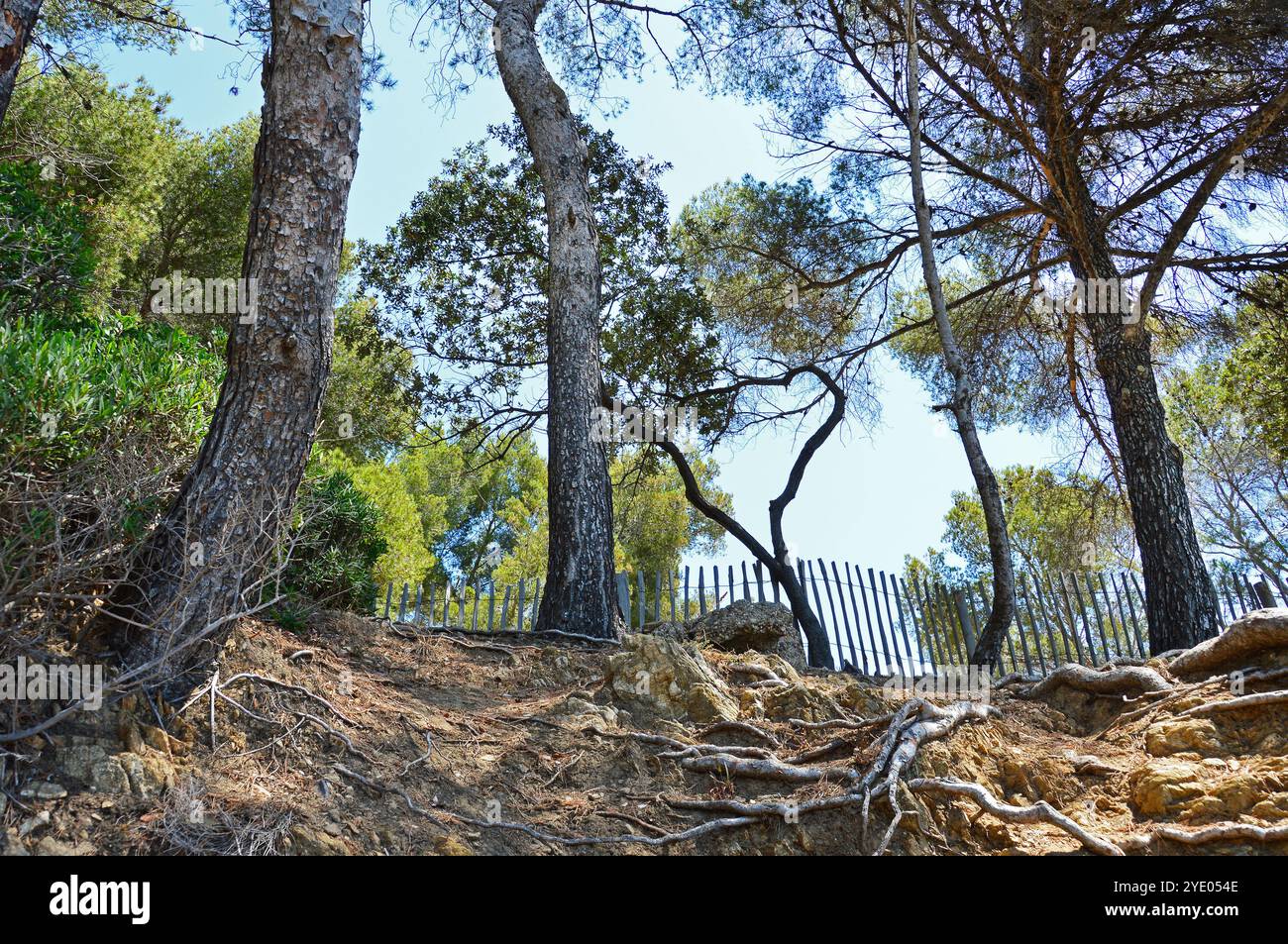 Roots fence hi-res stock photography and images - Alamy