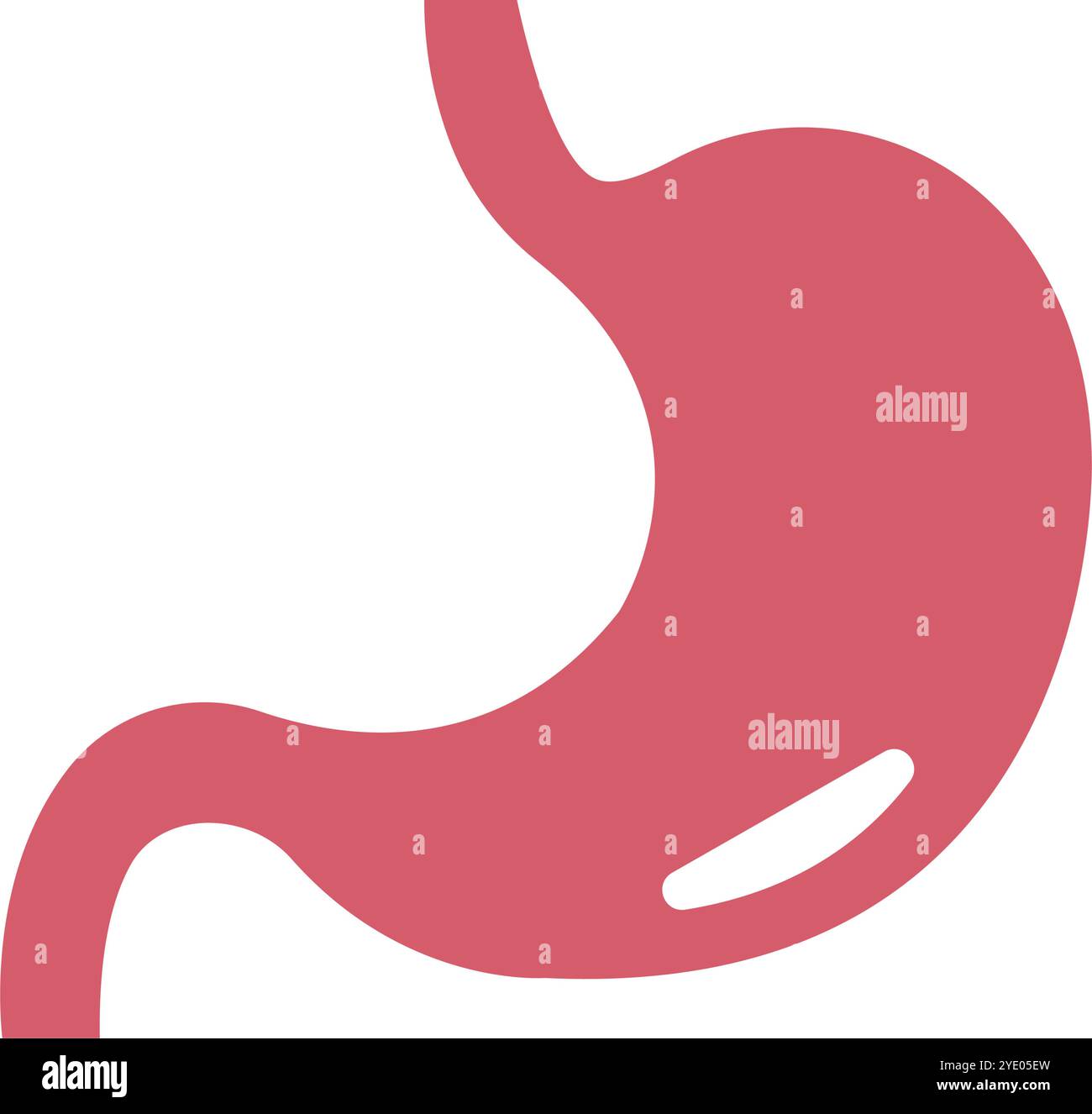 Stomach function Cut Out Stock Images & Pictures - Alamy