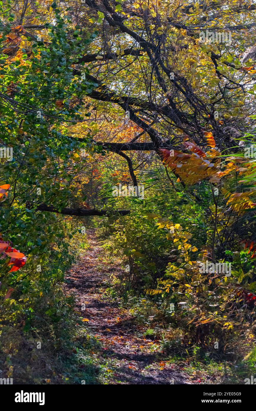 A forest path - blocked Stock Photo - Alamy