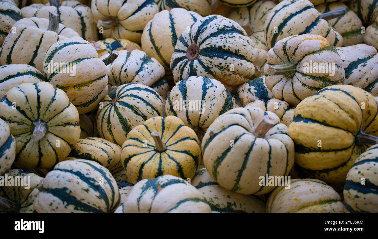 Sweet Dumpling Winter Squash harvest Stock Photo - Alamy