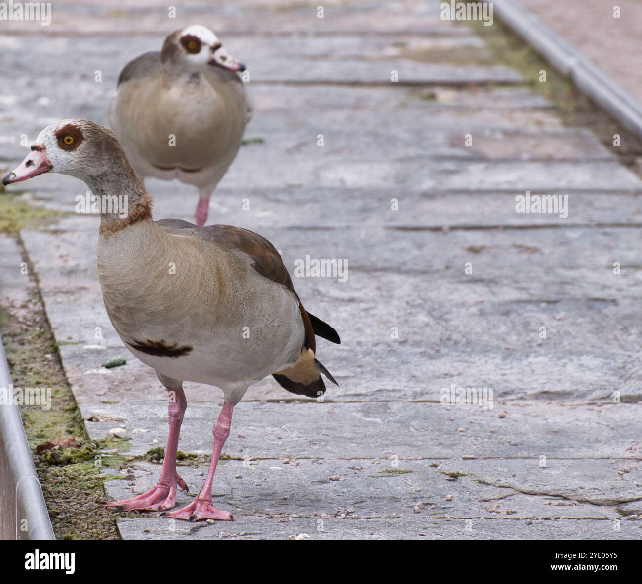 Path two geese hi-res stock photography and images - Alamy
