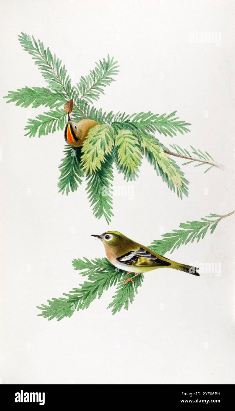 Gold crest birds hi-res stock photography and images - Alamy