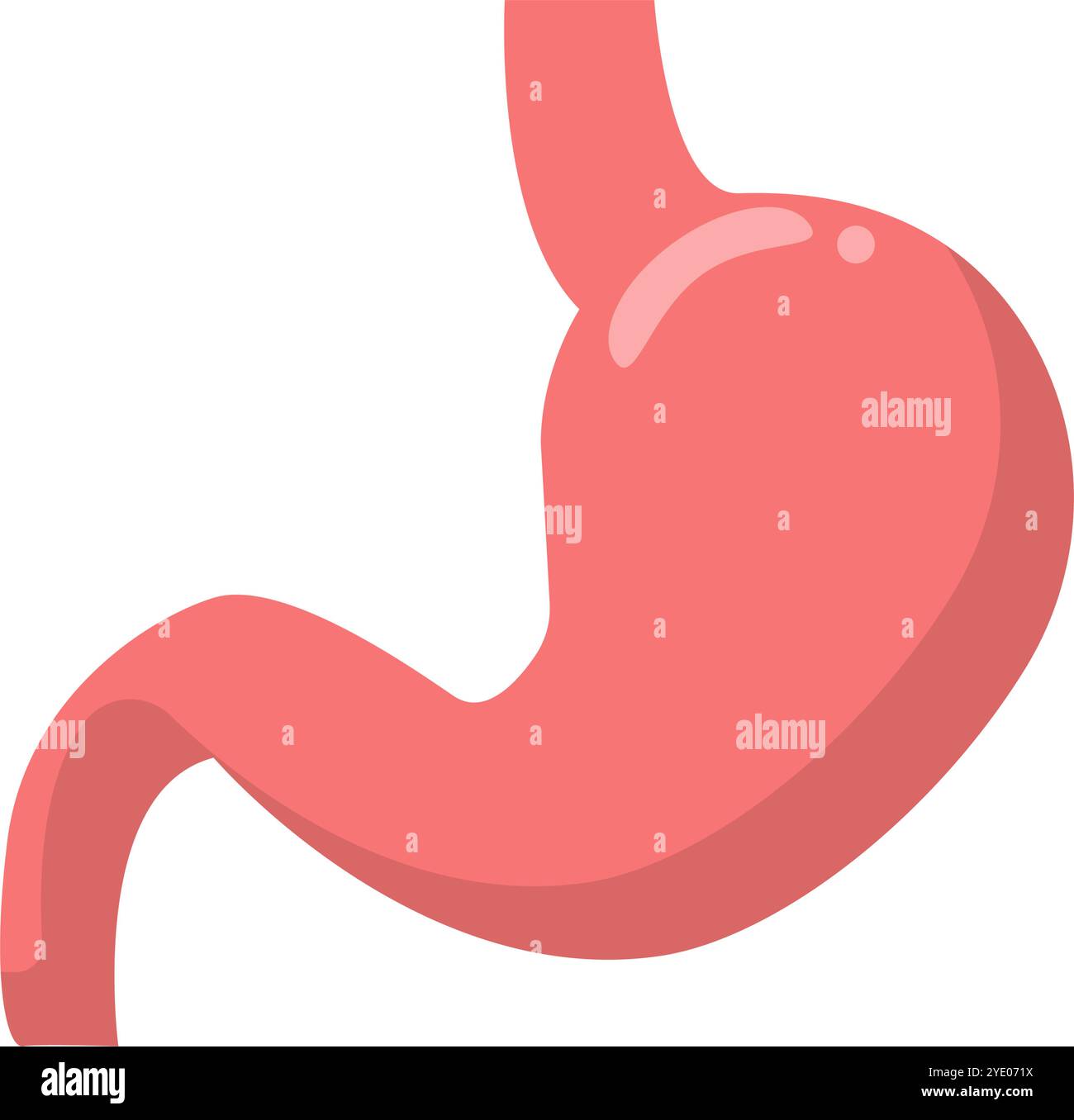 Stomach Icon. Organ. Digestion. Editable vector Stock Vector Image ...