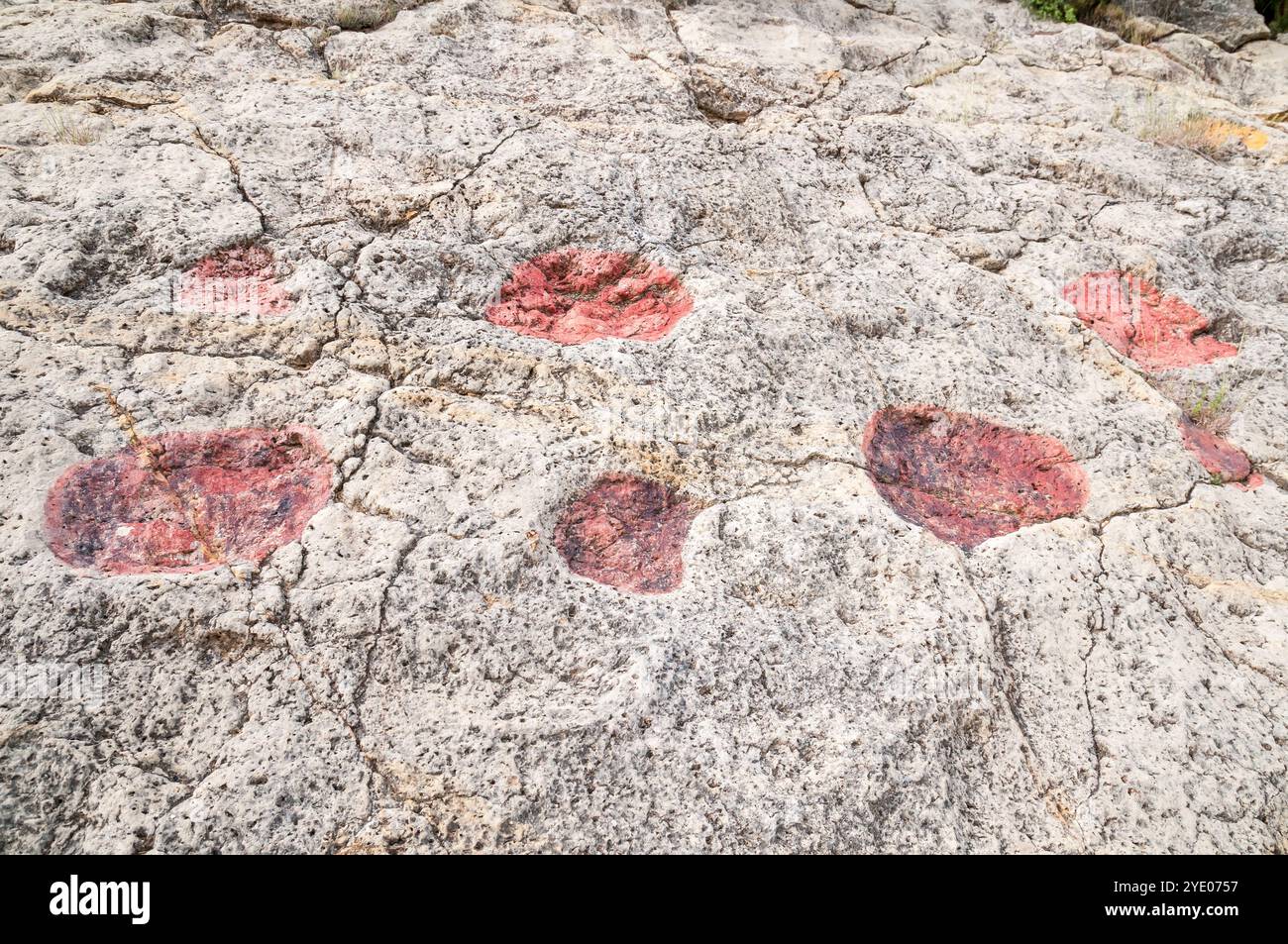ichnite, footprint, Titanosaurus ichnites, on limestones of lacustrine ...