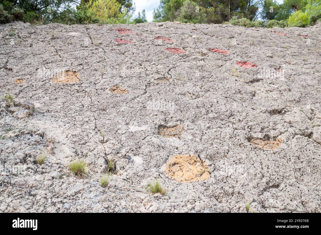 ichnite, footprint, Titanosaurus ichnites, on limestones of lacustrine ...