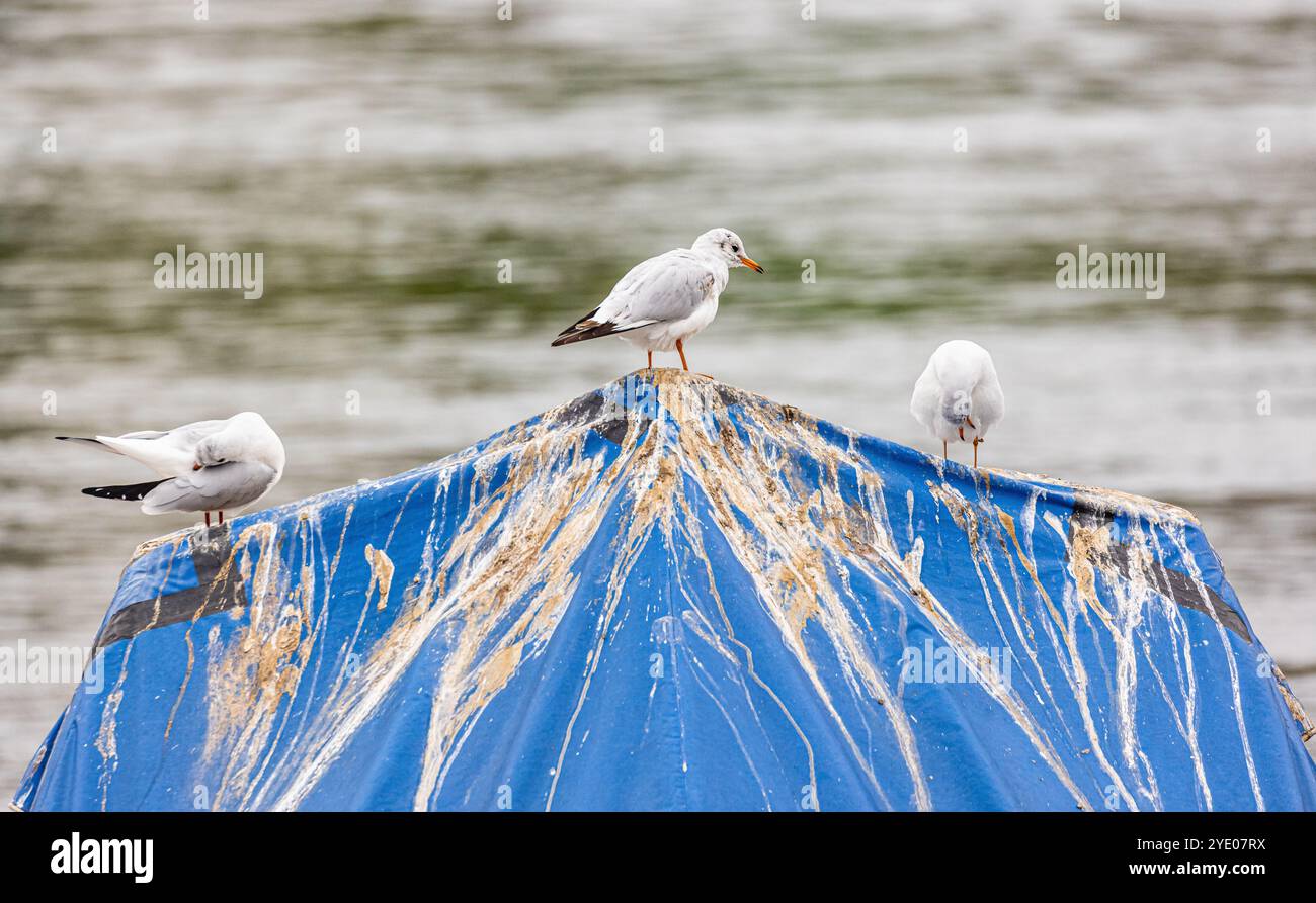 Stein am Rhein, Switzerland, 20th Oct 2024: Seagulls sit on a boat in ...