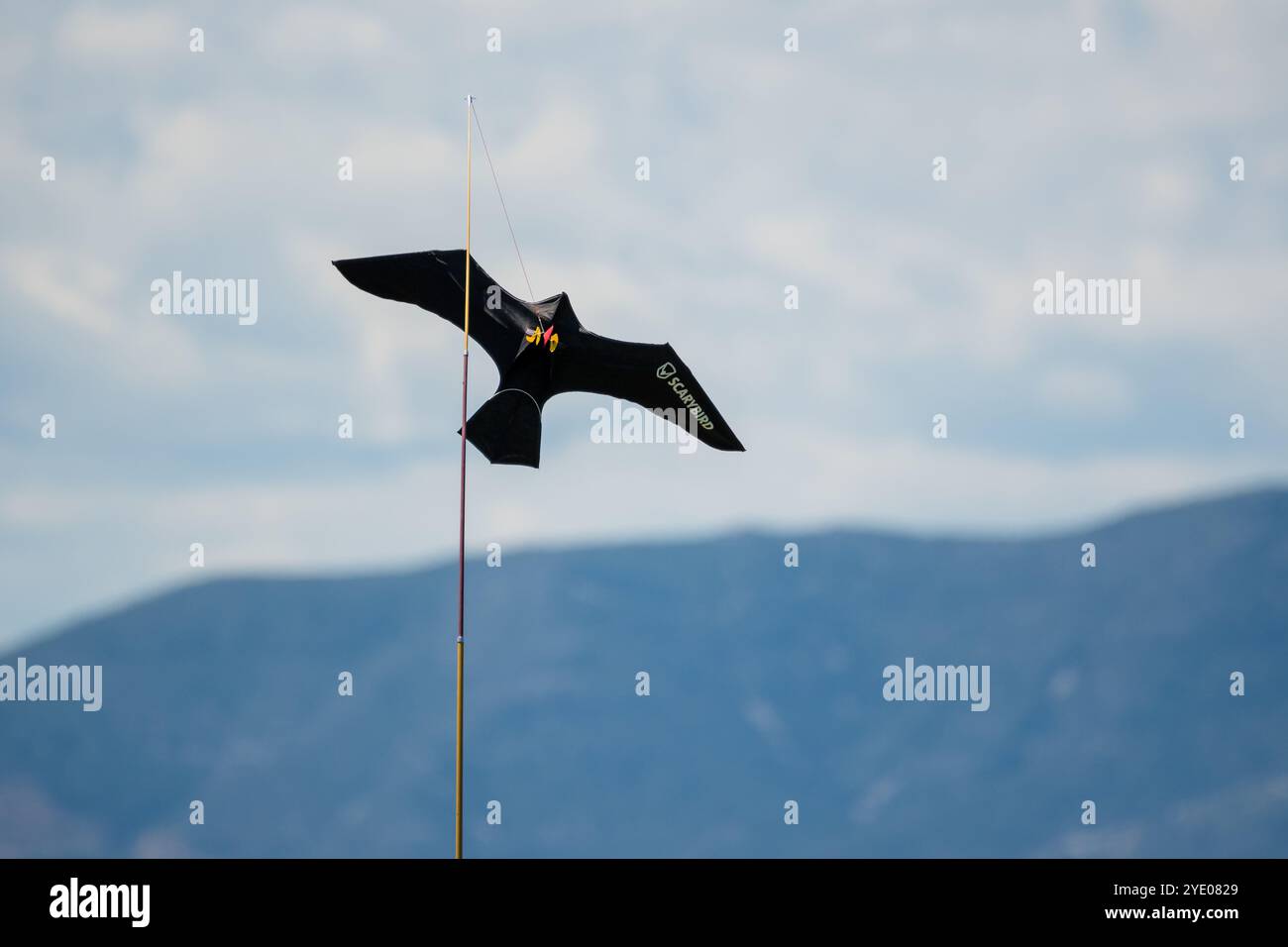 Scarybird hi-res stock photography and images - Alamy
