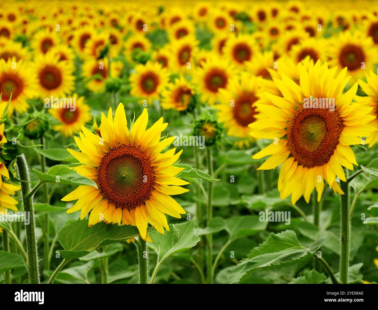 Sunflower helianthus annuus photo hi-res stock photography and images ...
