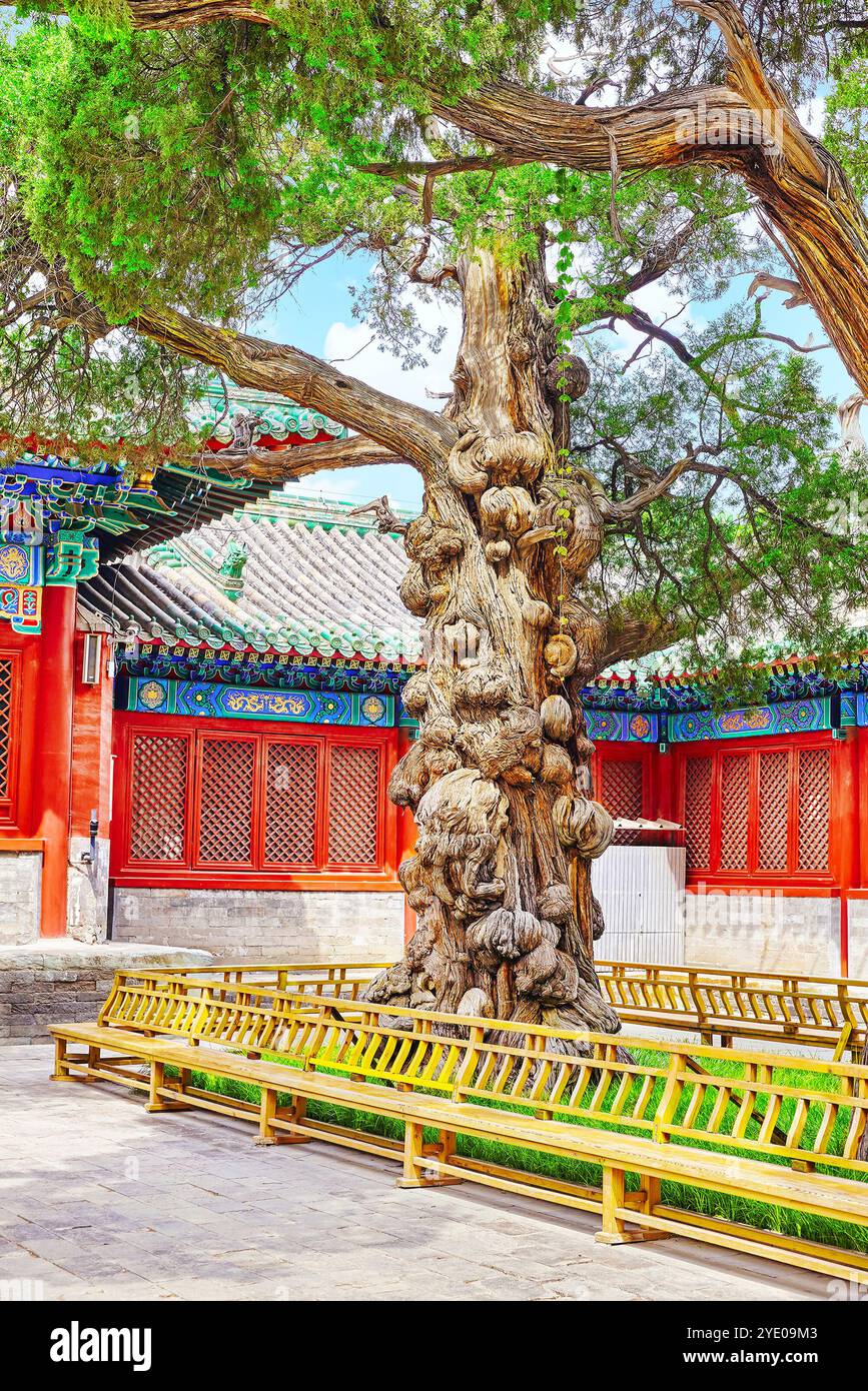 Old tree near Temple of Confucius at Beijing - the second largest ...