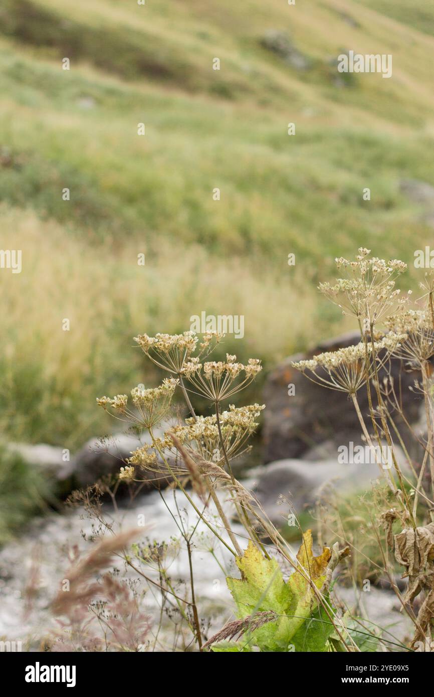 Intricate stem structures hi-res stock photography and images - Alamy