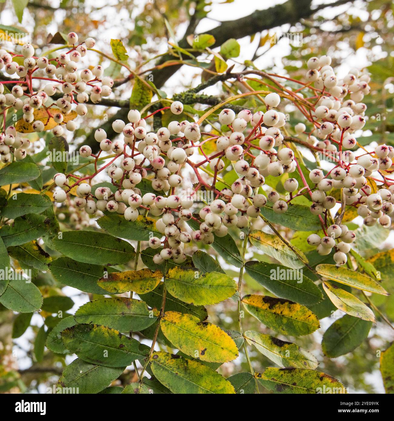 Dark berried hi-res stock photography and images - Alamy