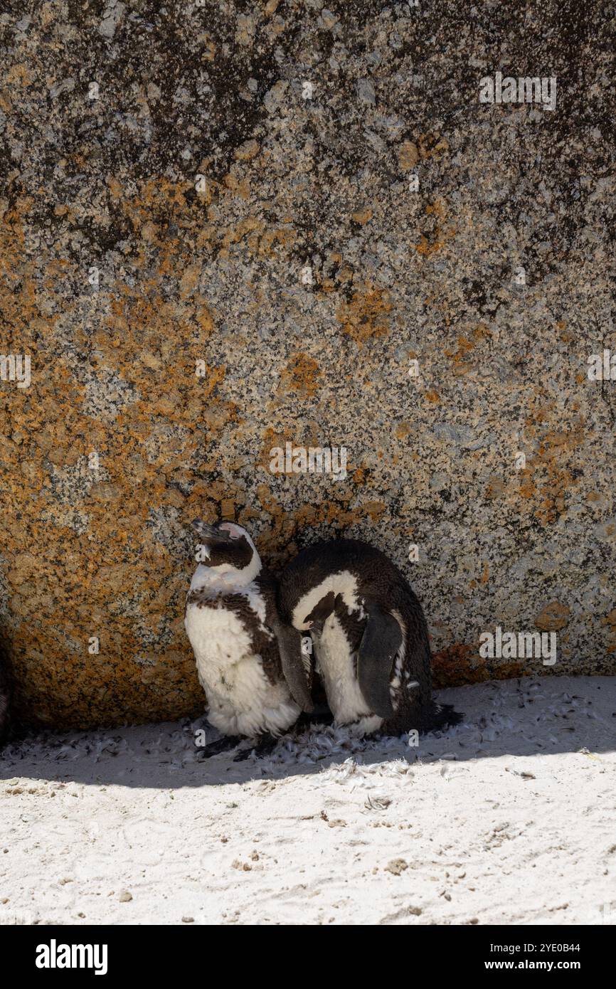 Two African penguins are hiding from the sun in the shade of a large ...