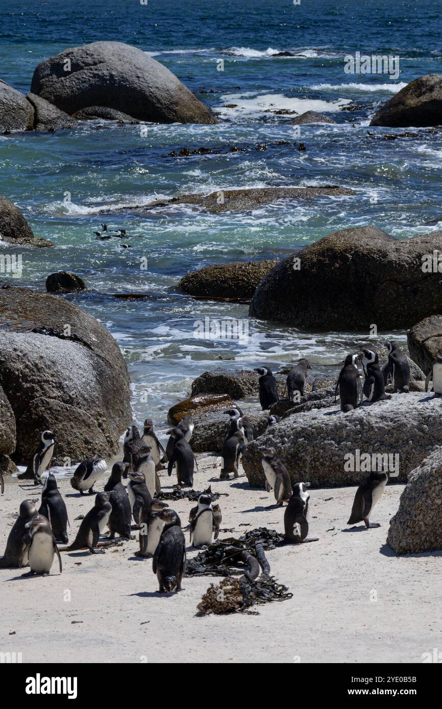 Colony of African penguins on sandy Atlantic coast with boulders ...