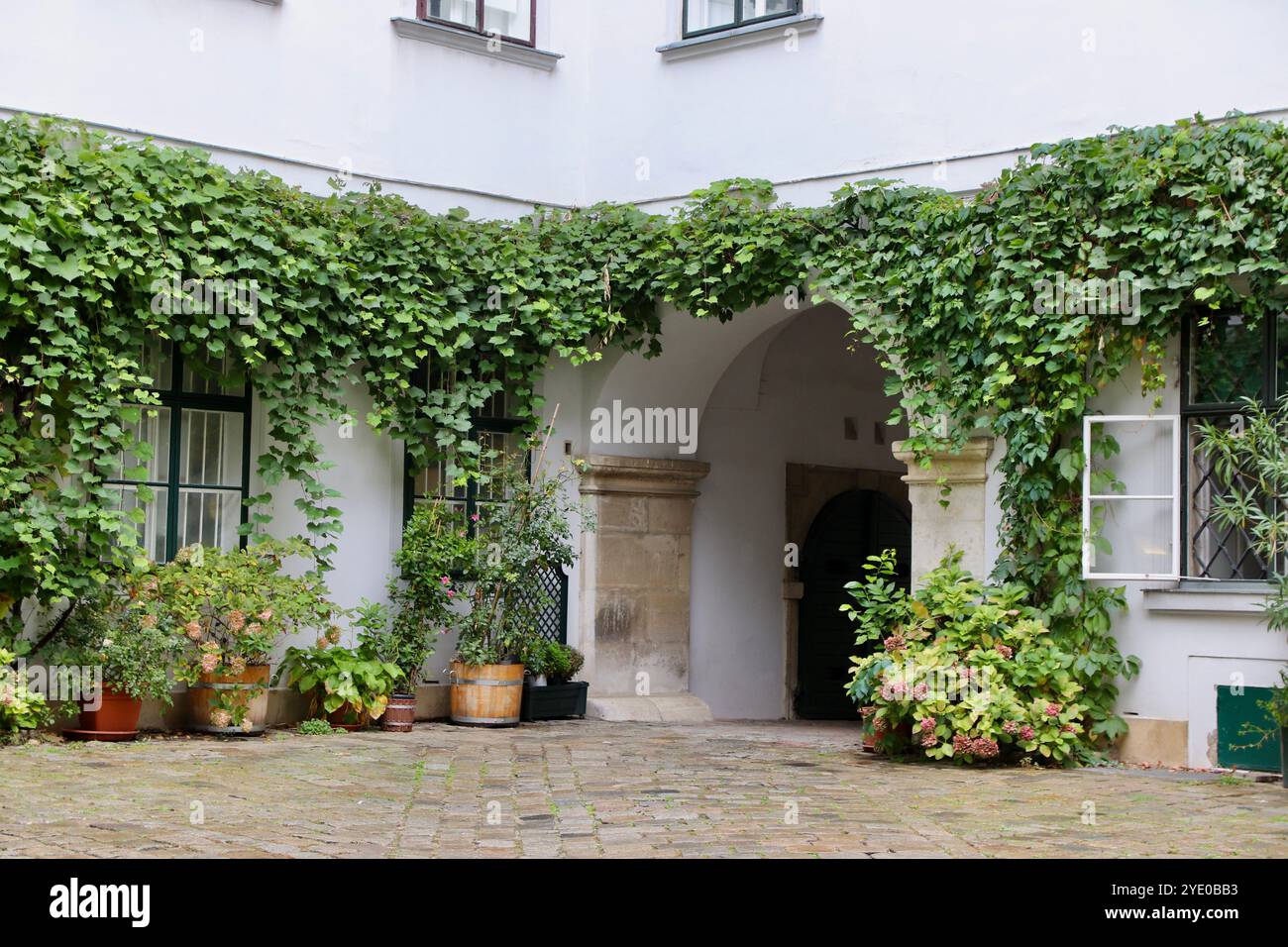 Lush Courtyard with Green Ivy-Covered Walls and Potted Plants in a ...
