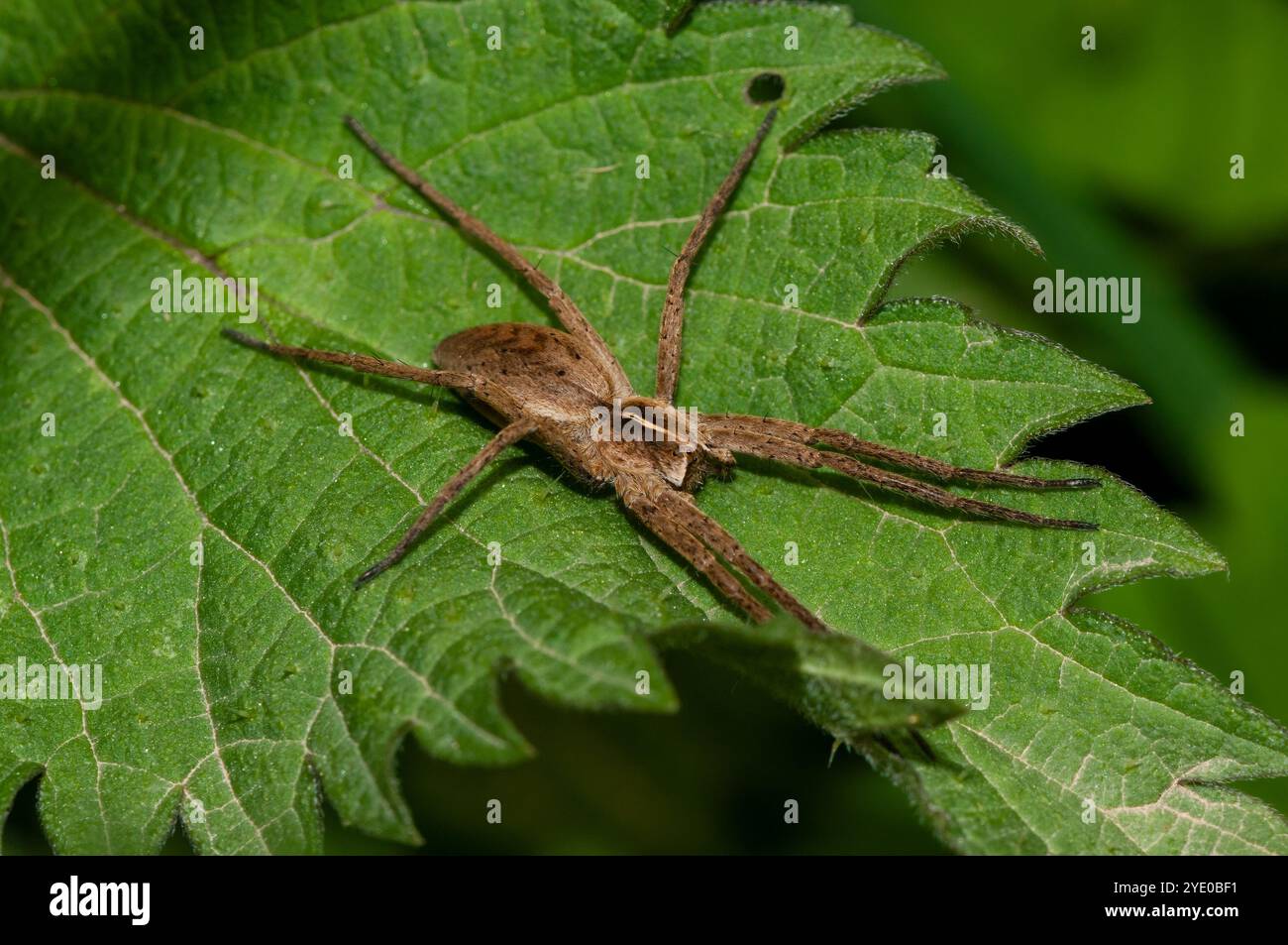 wolf spider, Hogna radiata, on a green leaf, Spain Stock Photo - Alamy