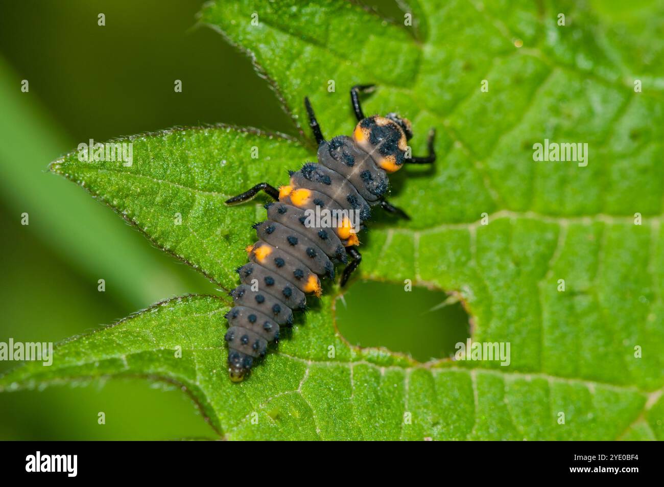 Spot ladybird larva coccinella hi-res stock photography and images - Alamy
