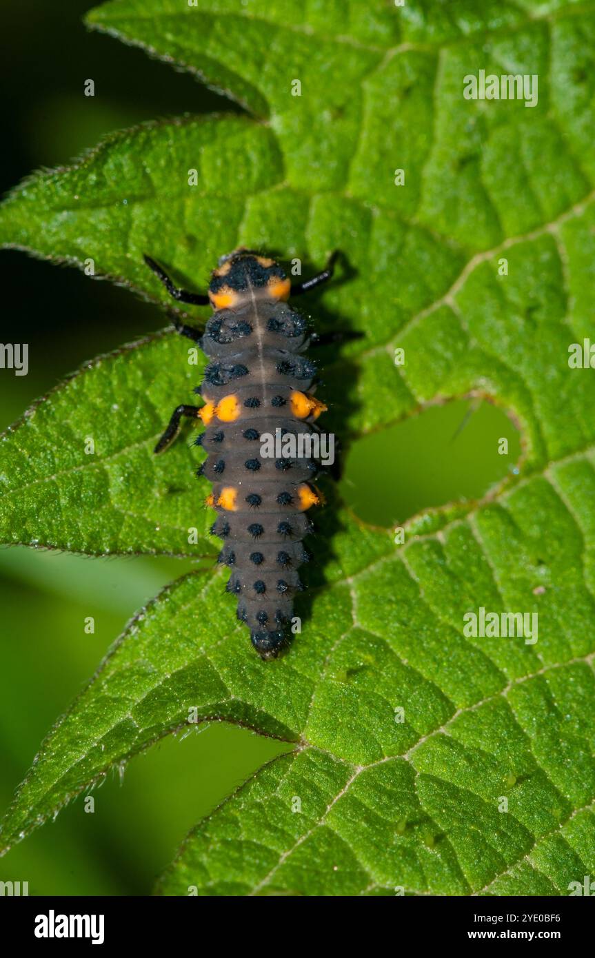 seven-spot ladybird, larva, Coccinella septempunctata, on a green leaf ...