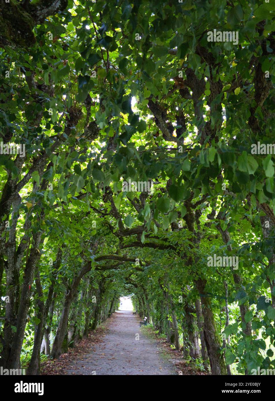 Lime trees in the court garden Dachau Palace,Germany Stock Photo - Alamy